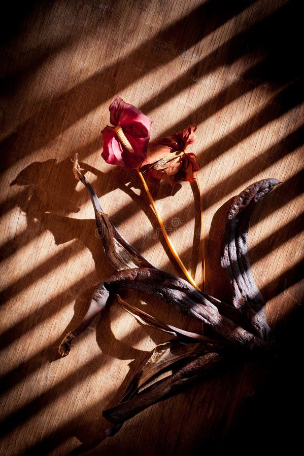 Still Life with Dry Flowers in a Low Key, Abstraction Stock Image ...