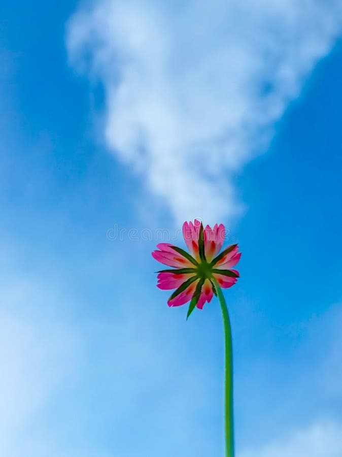 Still Life Flower with Background Sky and Cloud Nature Stock Photo ...