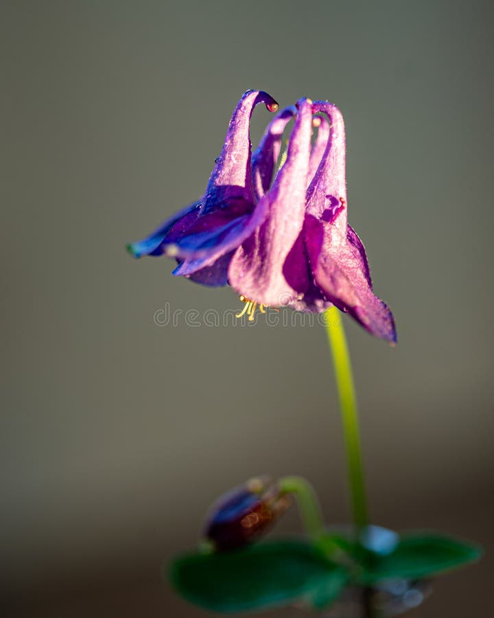 Still Life with a Flower, Quiet Shadows in the Background, Soft Evening ...