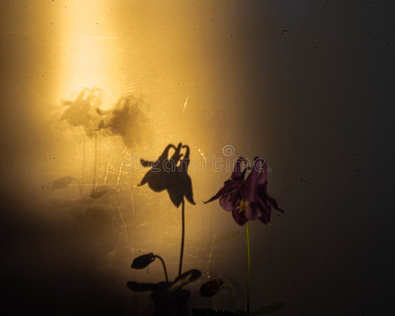 Still Life with a Flower, Quiet Shadows in the Background, Soft Evening ...