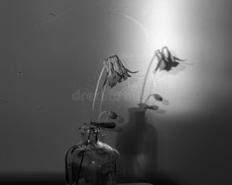 Still Life with a Flower, Quiet Shadows in the Background, Soft Evening ...