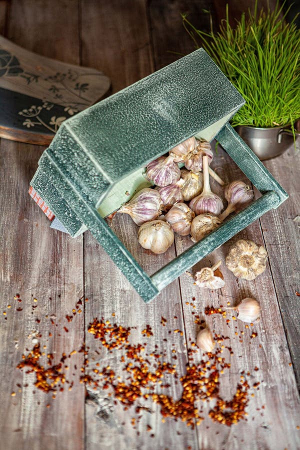 New life of garlic stock photo. Image of life, head, nature - 79337272