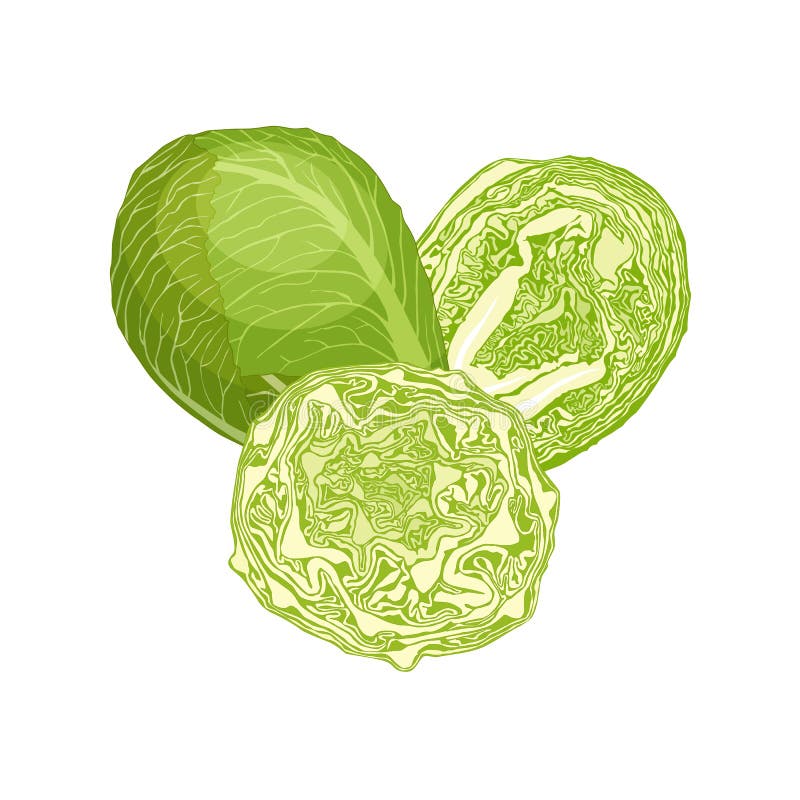Half Head Cabbage Stock Illustrations – 235 Half Head Cabbage Stock ...