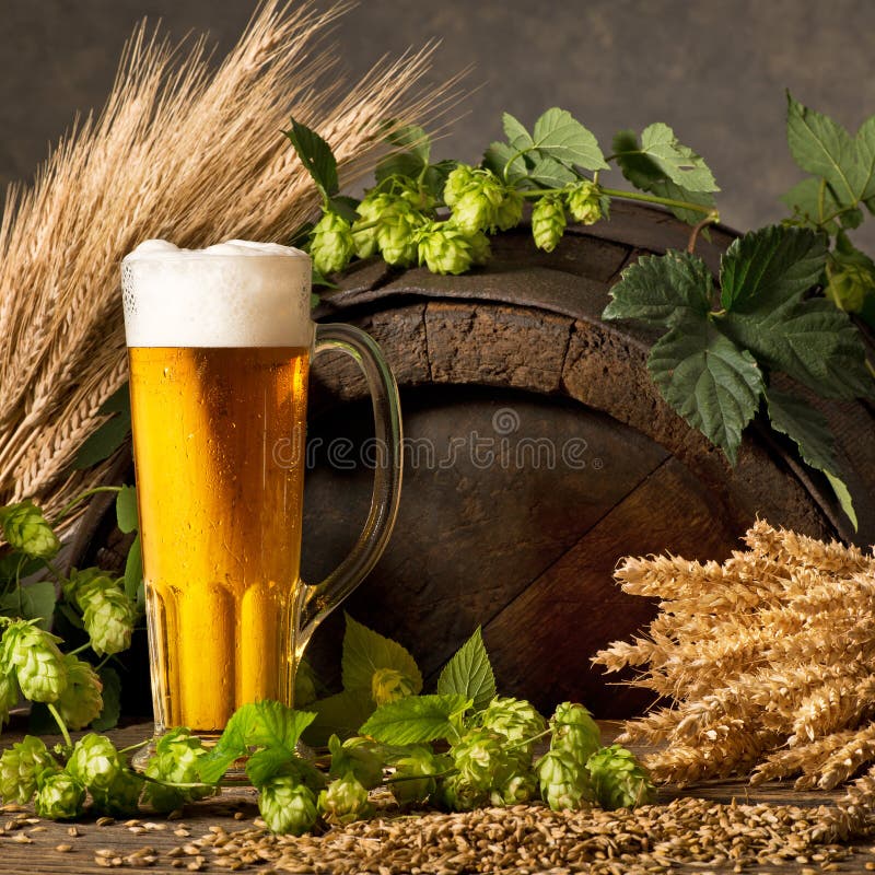 Hops, Beer and Barley. stock photo. Image of farming - 103146086