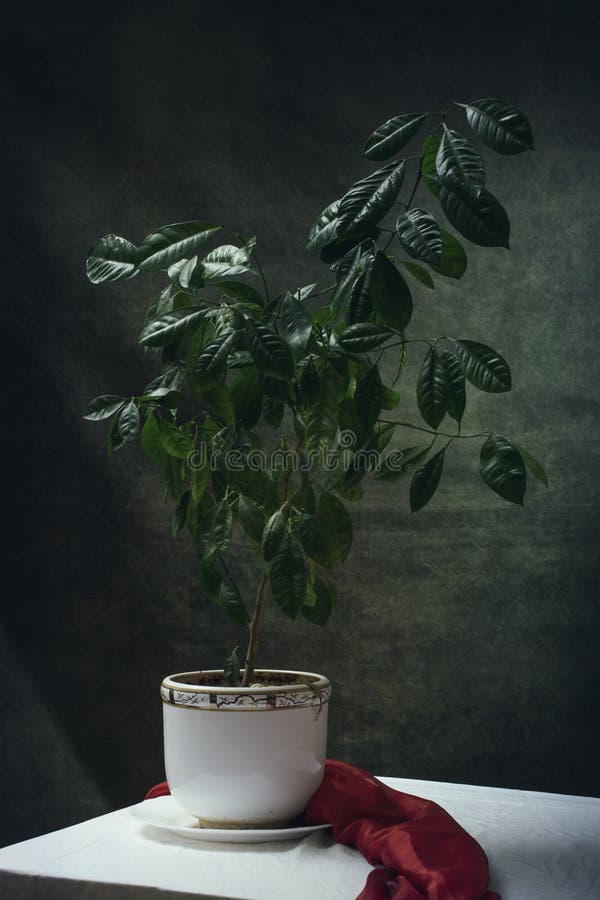 Still Life with a Houseplant in a White Pot on the Table Stock Image ...