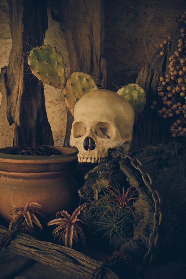 Still Life with a Human Skull with Desert Plants. Stock Image - Image ...
