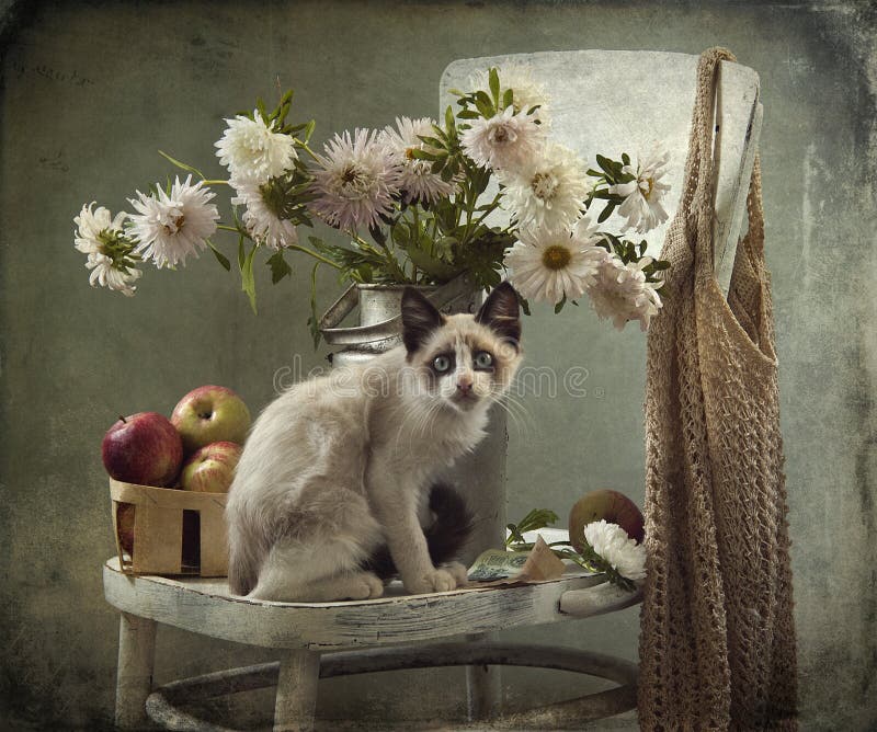 Still life and kitten stock image. Image of still, petal - 26341825
