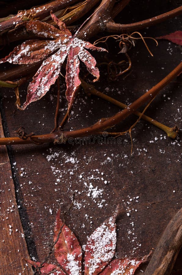 Still Life of Maple Leaves and Vine Branches Stock Photo - Image of ...
