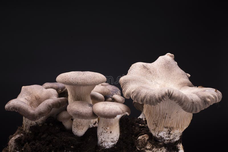Still Life of Mushrooms with Earth Stock Image - Image of earth, stalk ...