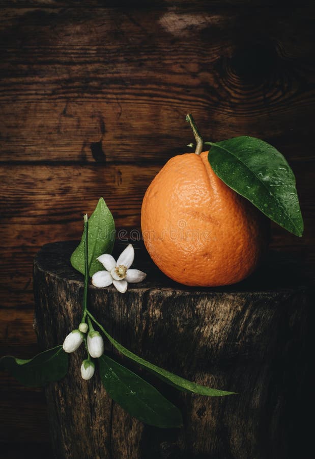 Still Life in Nature with Orange Stock Photo - Image of green, rose ...