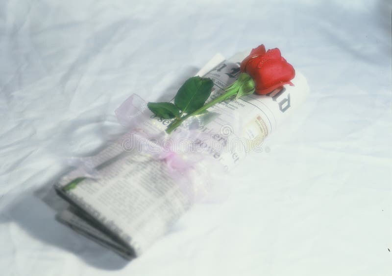 Still Life editorial image. Image of single, still, rose - 81552380