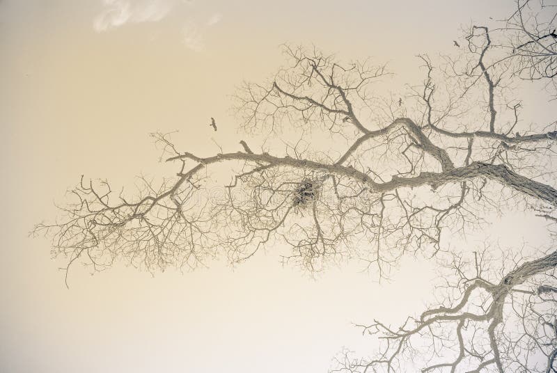 Still life old nest tree stock image. Image of life - 172930819
