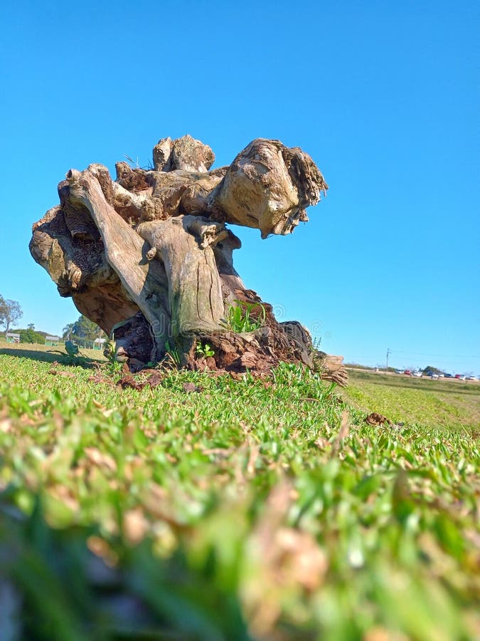 Still Life in Outdoor Park with Sunny Day and Blue Sky Stock Photo ...