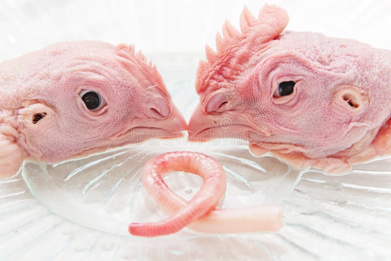 Still Life with the Pair of Chicken Heads Stock Photo - Image of dead ...