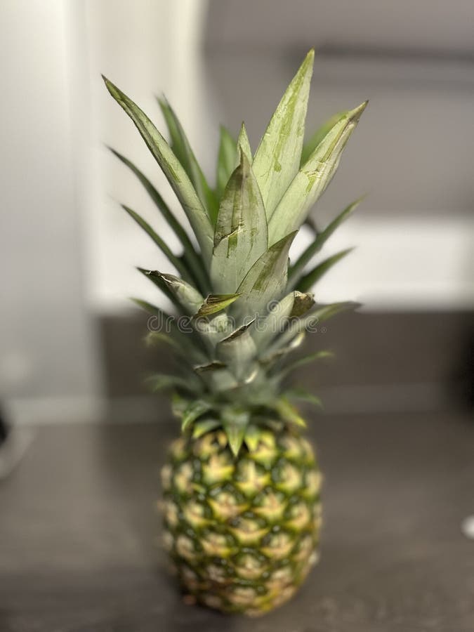 Still Life Picture of a Pineapple Stock Photo - Image of tropical ...