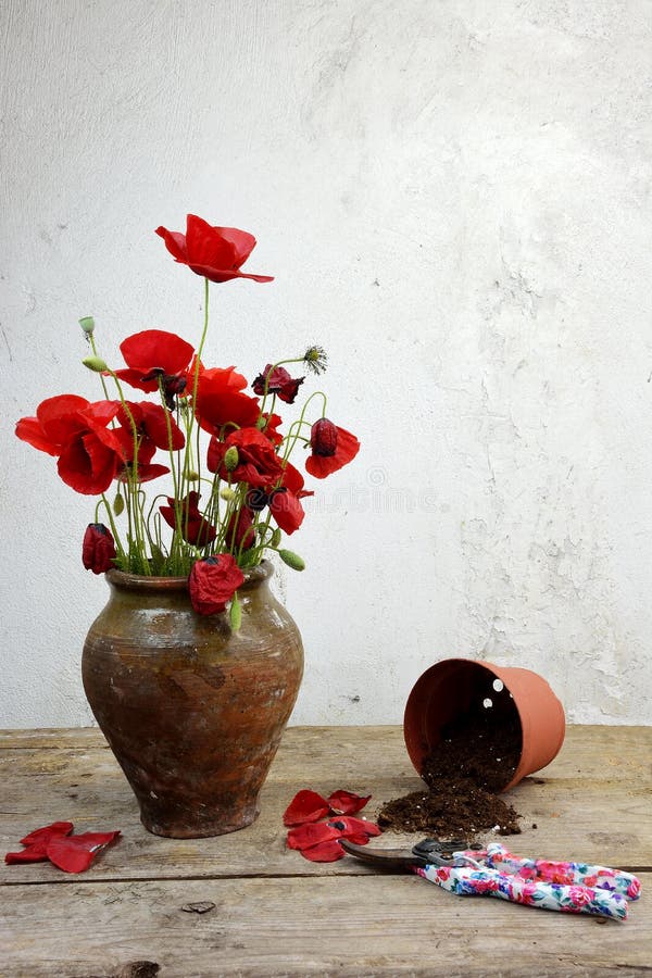 Still life with poppies stock image. Image of petal, blossom - 30893843
