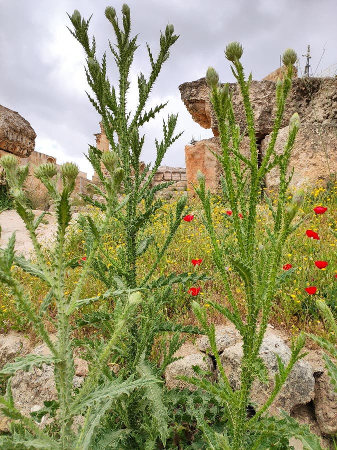 Still Life poppy stock image. Image of shrub, soil, tree - 290593731
