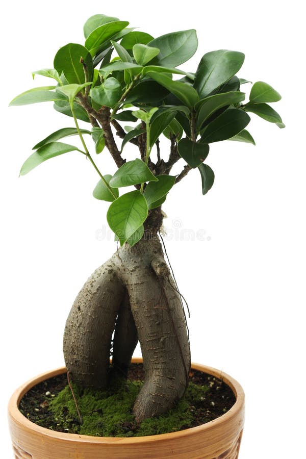 Still Life Potted Plant stock image. Image of space, copy - 42938877