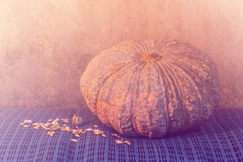 Still Life - Pumpkin and Pumpkin Seeds Stock Photo - Image of ...