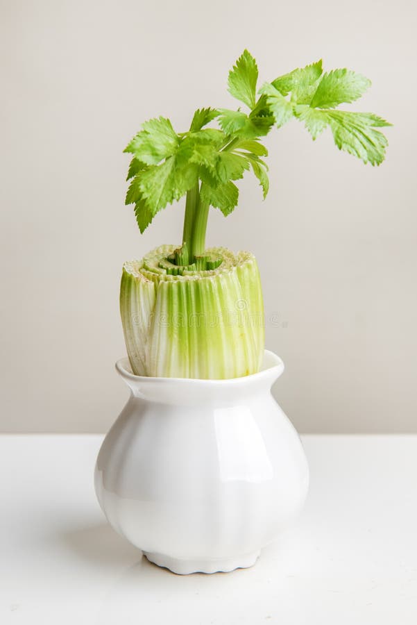 Still Life of Regenerating Celery in White Pot Stock Image - Image of ...