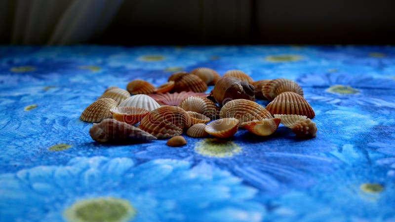 Still life - Sea shells stock video. Video of lagoon - 293763453