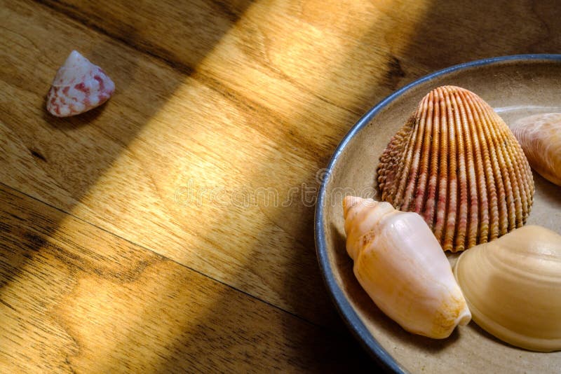 Still life with sea shells stock photo. Image of summer - 97108544