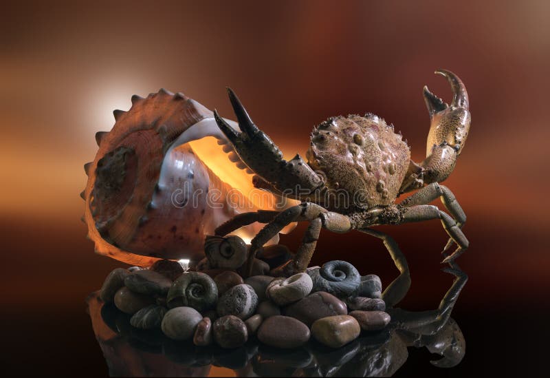 Still Life of Sea Stones, Shells and Crab, on a Beautiful Background ...