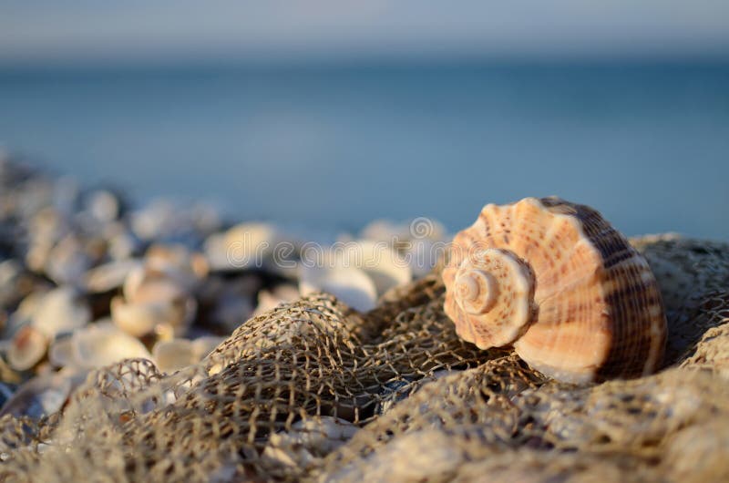 Still Life with the Seashell and Fishing Net on the Tropical Beach ...