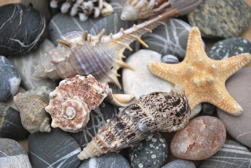 Still life with seashells stock photo. Image of nature - 9177570