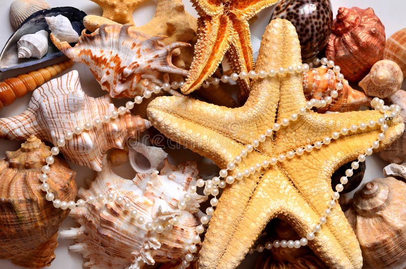 Still life, seashells stock photo. Image of jewelry, ocean - 45472422
