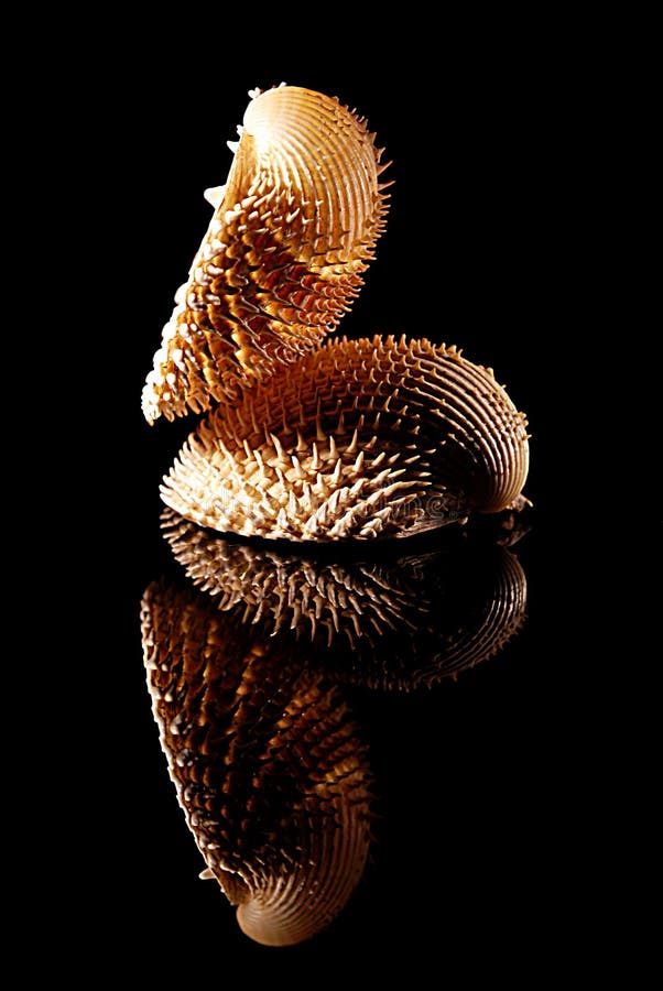 Still life with shells stock image. Image of scallop, reflection - 9513317