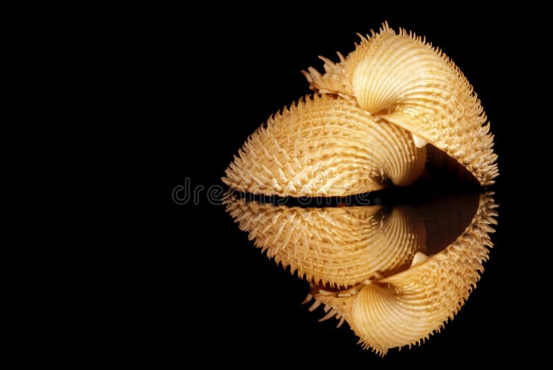Shells - sea still life stock photo. Image of composition - 5184040