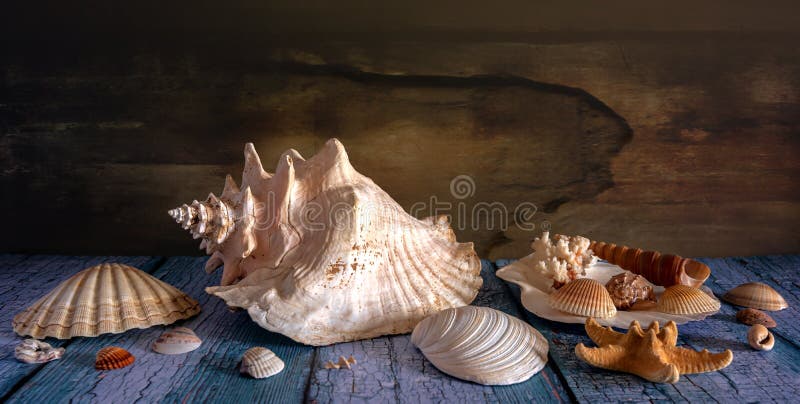 Still Life with Shells. a Reminder of a Vacation at Sea Stock Photo ...