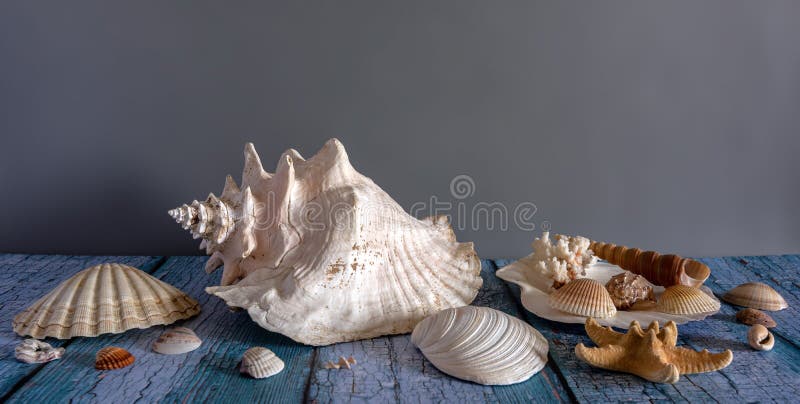 Still Life with Shells. a Reminder of a Vacation at Sea. Stock Photo ...