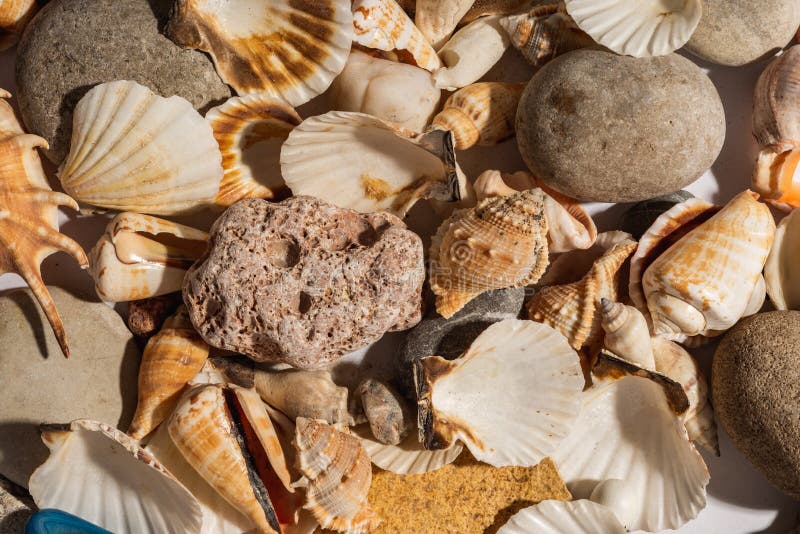 Still Life - Shells, Stones Stock Image - Image of brown, exotic: 149155701