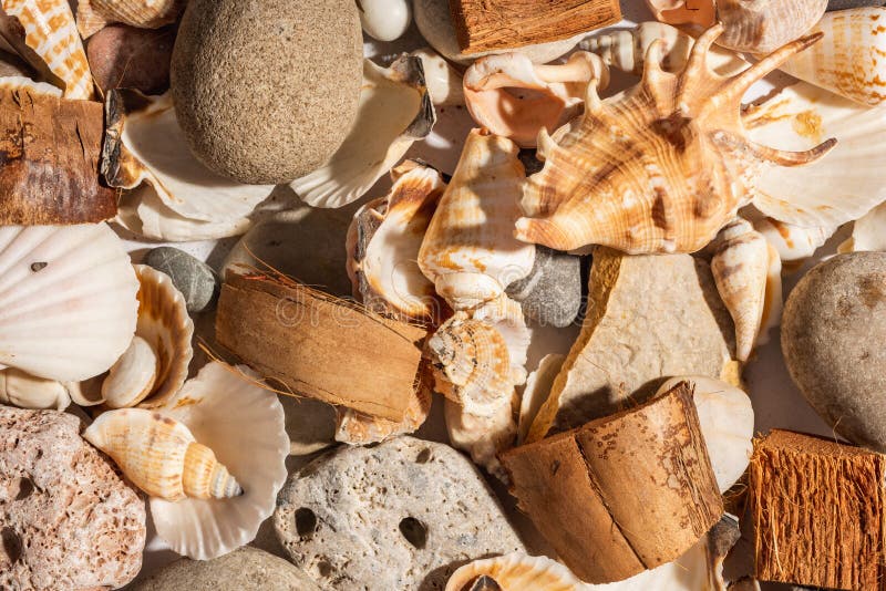 Still Life - Shells, Stones Stock Photo - Image of composition, exotic ...