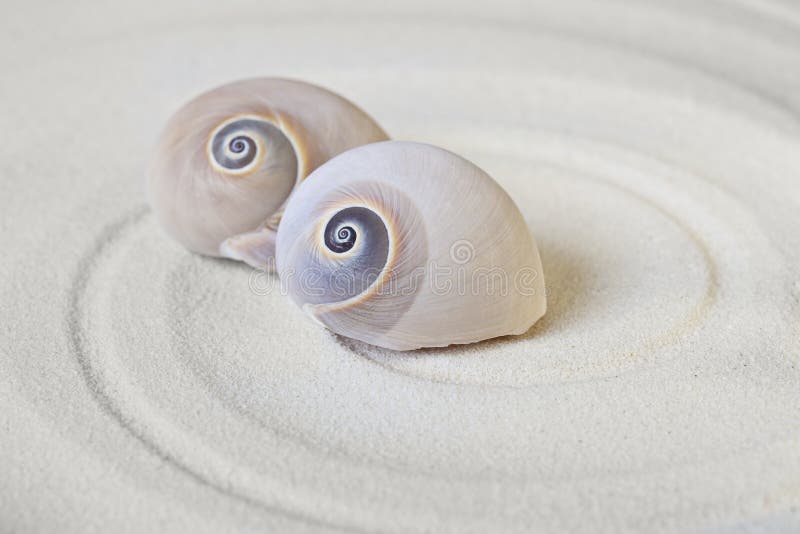 Still Life with Shells stock photo. Image of marine - 140118364