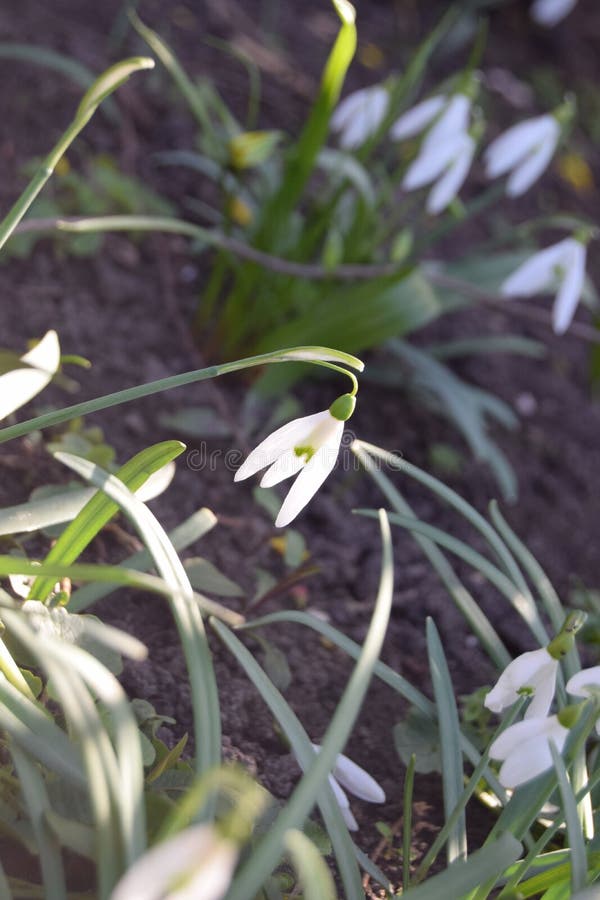 Still life snowdrop stock image. Image of winter, yellow - 176226545