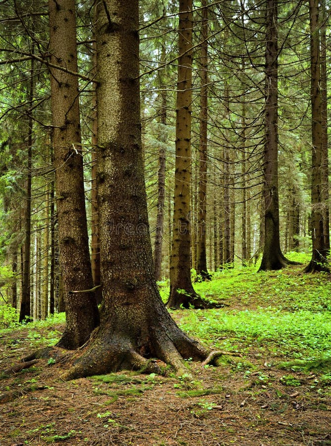 Still Life in the Spruce Forest Stock Image - Image of scene, country ...