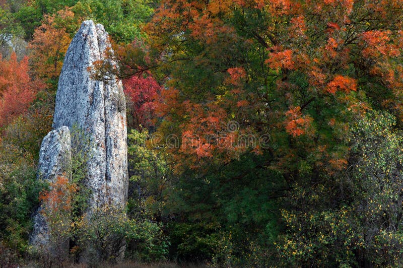 Still Life with Stone and Colored Trees Stock Photo - Image of fresh ...