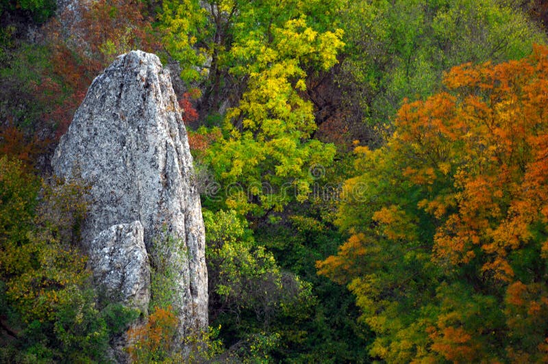 Still Life with Stone and Colored Trees Stock Photo - Image of design ...