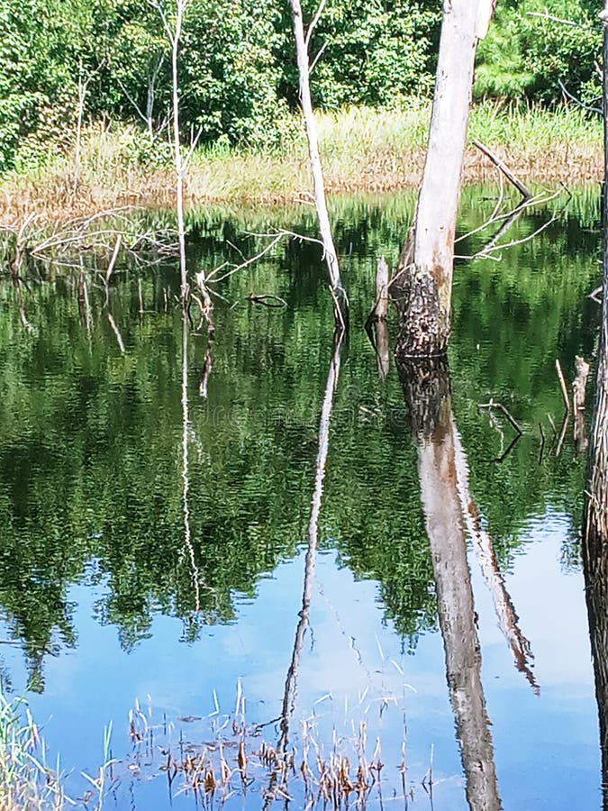 Still Life of the Swamp before Destroyed Stock Image - Image of ...