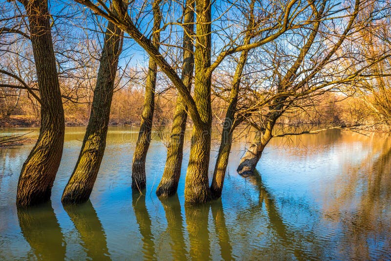 Still Life of Trees on the Morava River Stock Photo - Image of blue ...