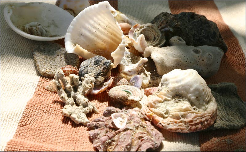 Still Life from Tropical Objects: Ancient Ocean Shells and Tropical ...