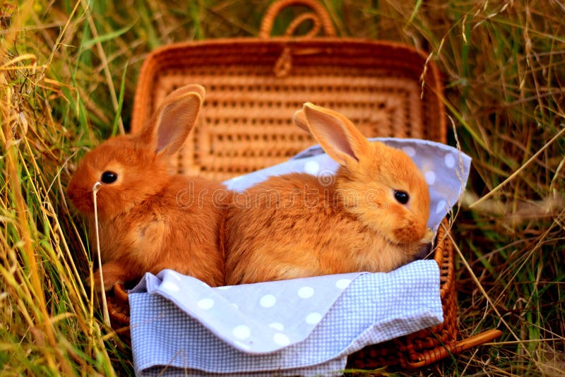 Still a Life with Two Orange Rabbits Stock Photo - Image of still ...