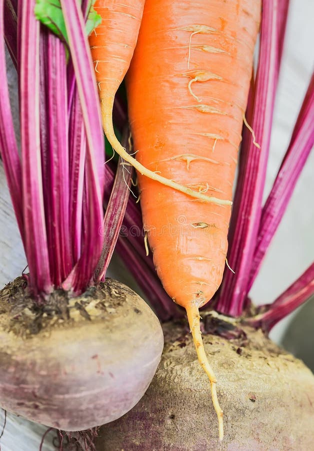 Still Life of of Vegetable Root Crop. Stock Photo - Image of fall, ripe ...
