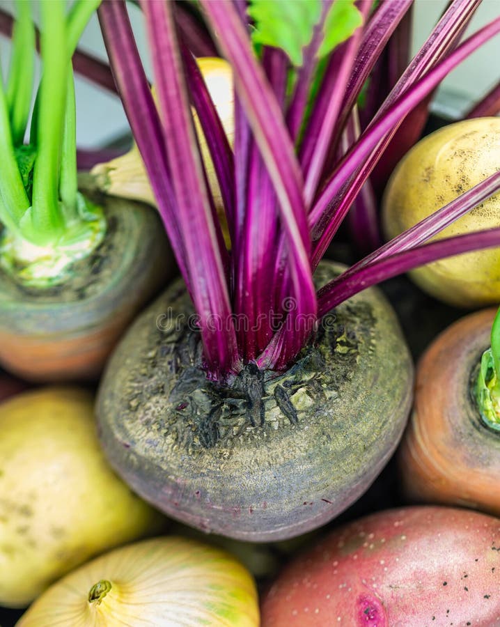 Still Life of of Vegetable Root Crop. Stock Photo - Image of still ...