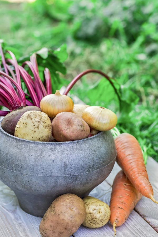 Still Life of of Vegetable Root Crop Stock Image - Image of ...