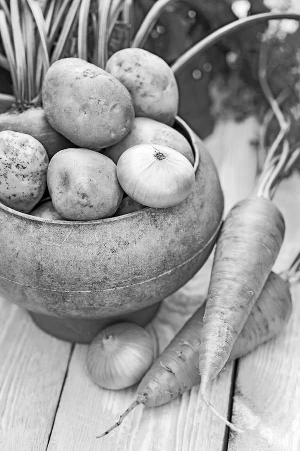 Still Life of of Vegetable Root Crop Stock Image - Image of nutrition ...