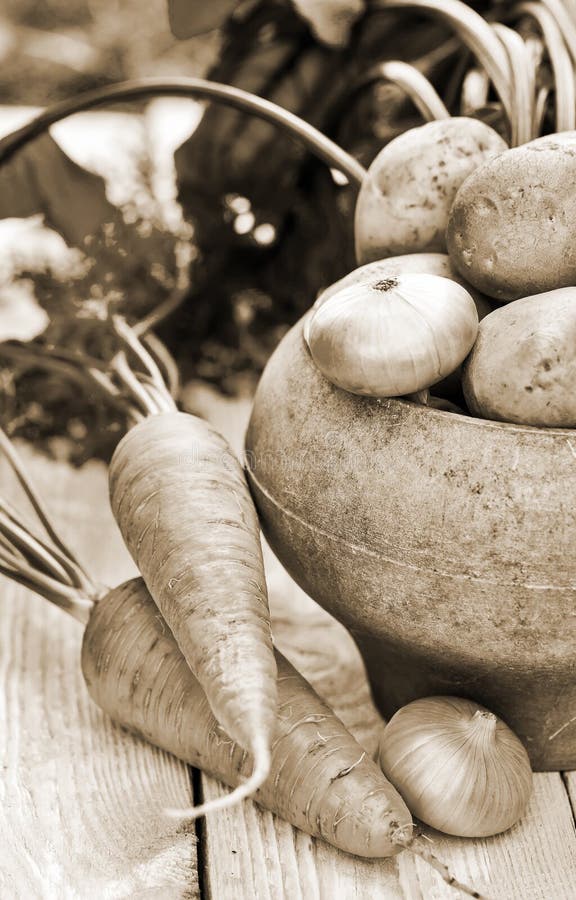 Still Life of of Vegetable Root Crop Stock Photo - Image of ripe, root ...